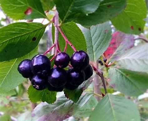 무료 이미지 분기 과일 말린 씨앗 식품 생기게 하다 블랙 베리 관목 꽃 피는 식물 다손 초크 베리 우디