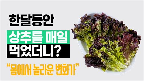 상추를 매일 먹으면 일어나는 놀라운 일들 상추의 효능과 부작용 보관방법 Youtube