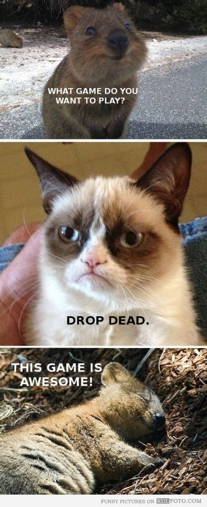 Funny Quotes Grumpy Cat Quotesgram Funny Quotes Grumpy Cat Quotesgram