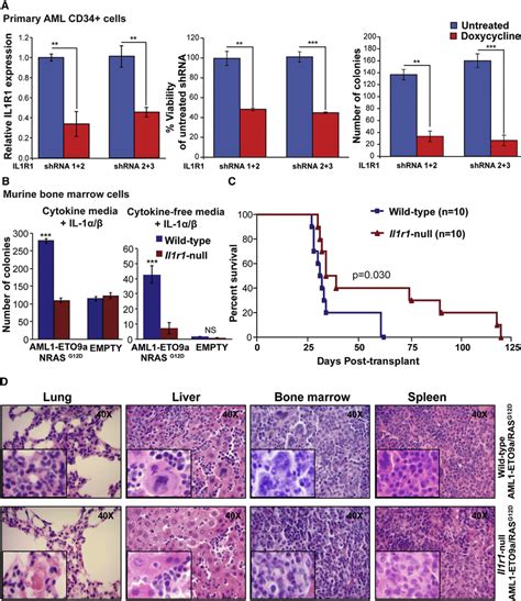 Absence Of Il1r1 Attenuates The Growth Of Primary Aml Cells As Well As Download Scientific