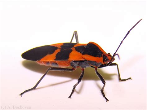 Insects And Bugs Facts