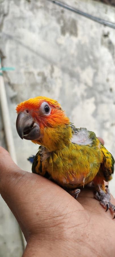 Adorable Sunconoure Chicks Stock Photos Free Royalty Free Stock