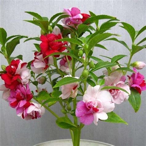 凤仙花手工制作 凤仙花手工折纸 大山谷图库