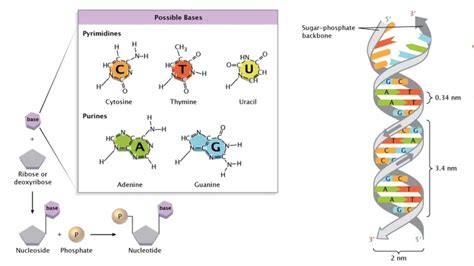 Chromosomal Theory Of Inheritance Biology Notes Online