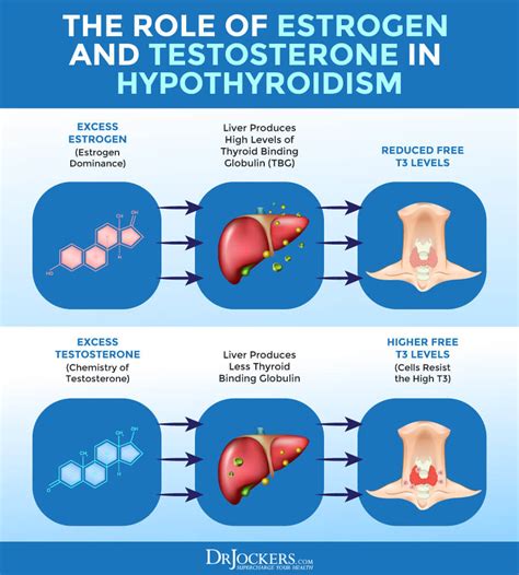 How To Properly Test Thyroid Function With Labs