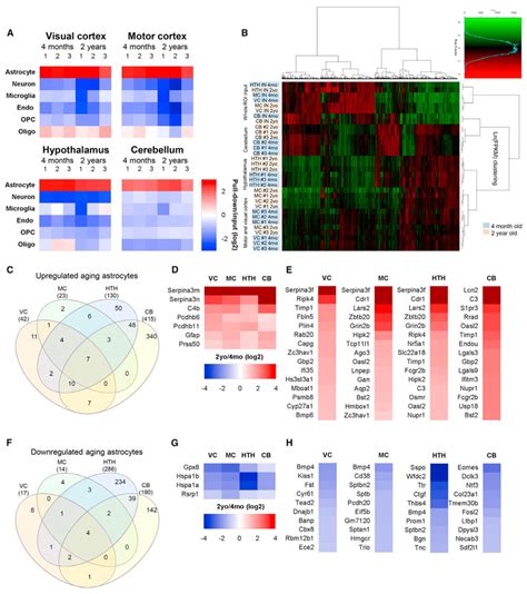 Purification And Rna Seq Of Astrocyte Enriched Mrna Identifies