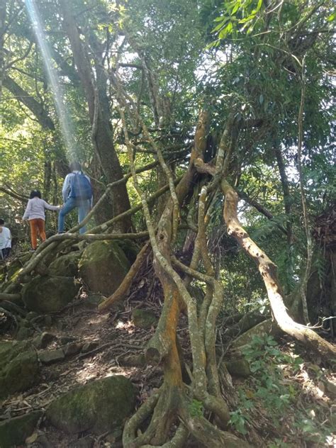 南投九份二山貓囒山 健行筆記