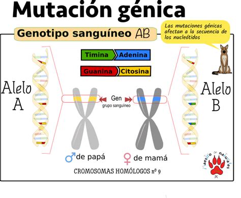 Tipos De Mutaciones Gen Ticas The Best Porn Website