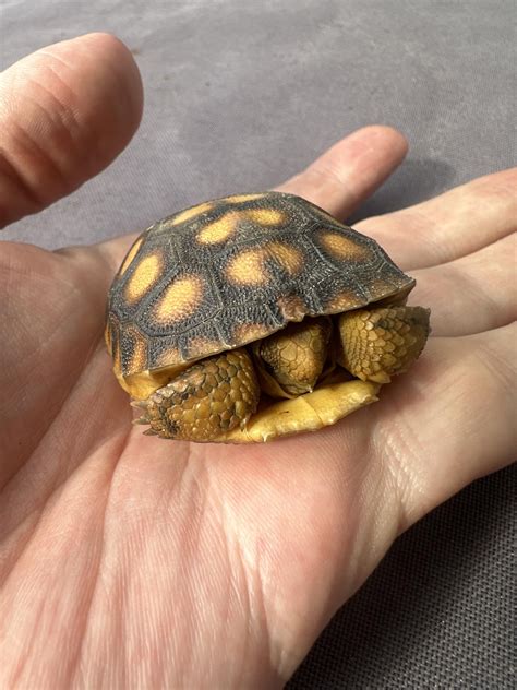 Gopher Tortoise Hatchling I Found Rturtle Gopher Tortoise Hatchling I Found Rturtle
