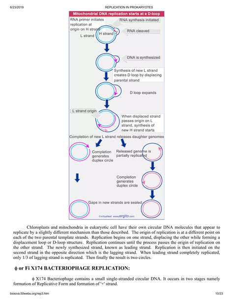 Imp Replication In Prokaryotes Pdf