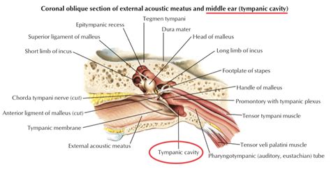 Tensor Tympani Tensor Veli Palatini