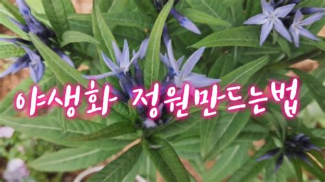 [시골생활]작은 야생화 정원만들기 야생화정원꾸미는법 정원가꾸기 한번심으면매년피는야생화종류 Youtube