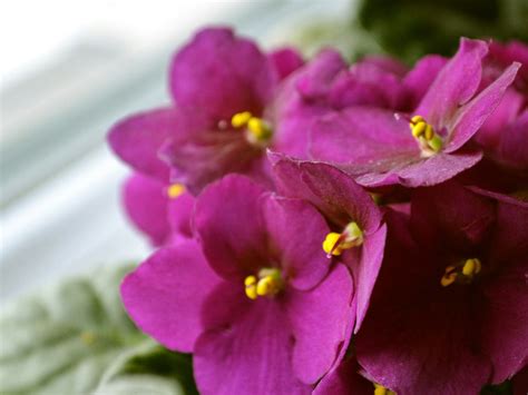 Правильний догляд за фіалкою який дозволить їй довго радувати вас пишними квітами