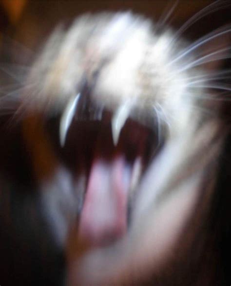 90 Best Alvis Images On Pholder Xenoblade Chronicles Tank Porn And Pakistan