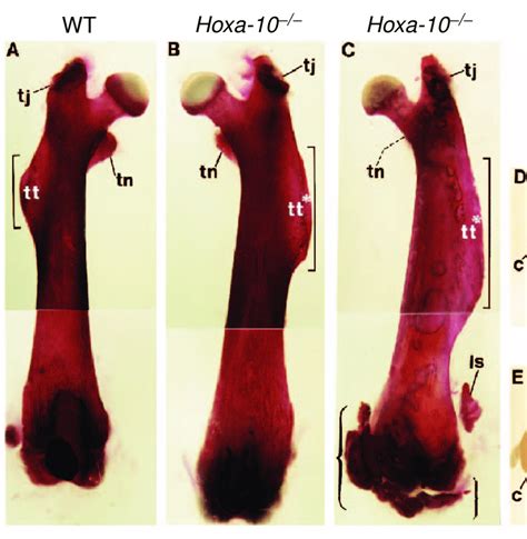 The Hoxa 10 −− Femoral Phenotype A C Cranial Views Of A 3 Month Old
