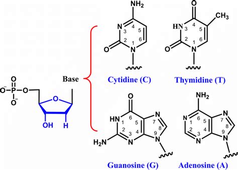 Chemical Structures Of Four Natural Nucleotides Download Scientific