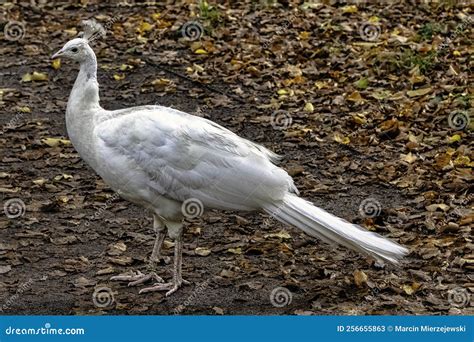 Leucistic Indian Peacock In Polish Park Royalty Free Stock Image