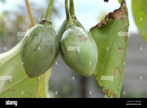 Closeup Of The Tomato Like Fruits Of The Exotic Subtropical Fruiting