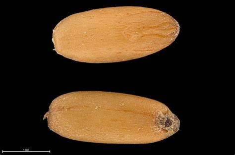 Lepturus Repens Seeds Of Hawaii