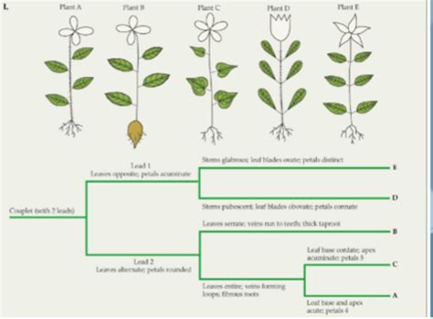 Dichotomous Keys Flashcards Quizlet