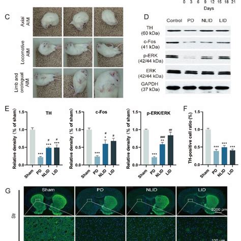 Dual Luciferase Reporter Assay And Target Genes Expression A