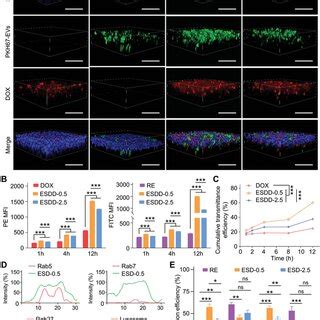 The Penetration In The In Vitro BBB Model And Intracellular Download Scientific Diagram