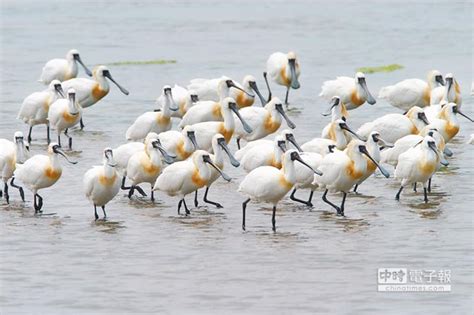 蔡当局破坏湿地建火电厂遭批土地计划一塌糊涂高雄台电能源新浪新闻
