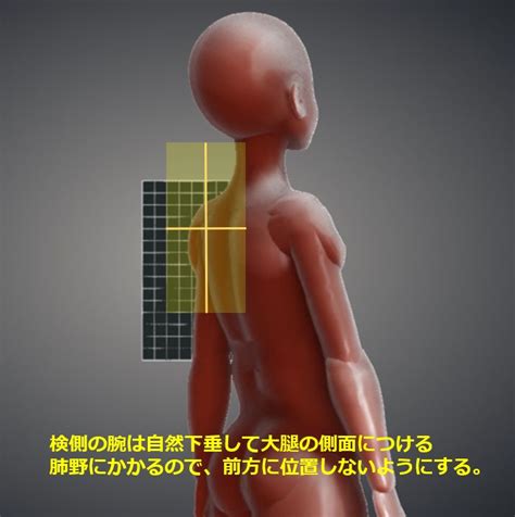 肩関節側面撮影 Shoulder Joint Lateral View Scapula Y View Tools For Radtech