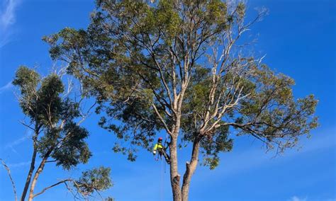 Guide To Gold Coast Tree Pruning Overgrown Trees Hedges