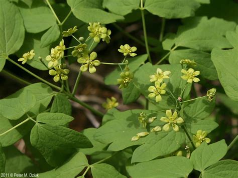 Caulophyllum Thalictroides Blue Cohosh Minnesota Wildflowers