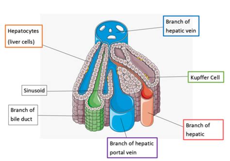 The Structure Of The Liver Flashcards Quizlet