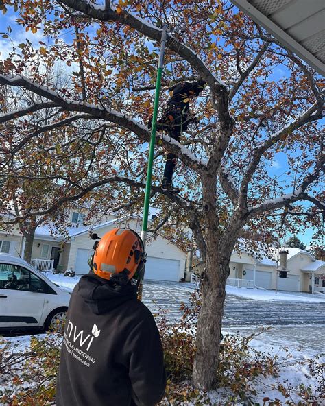 Hudson WI Tree Trimming NWI Tree Service Call Now