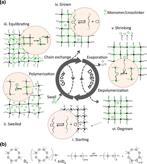 Reversibly Growing Crosslinked Polymers With Programmable Sizes And Propertiesnature