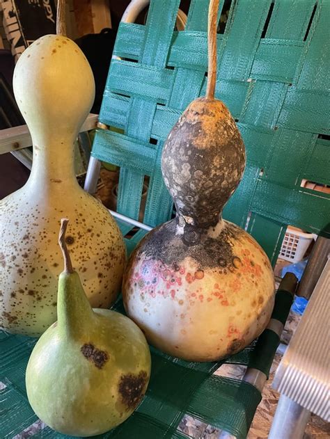My Birdhouse Gourds Are Getting Moldy And Drying Out In Prep For