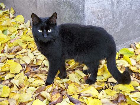 Autumn Cat Eyes Look Leaves Foliage Black Yellow Tail Gold Hd Wallpaper Wallpaperbetter