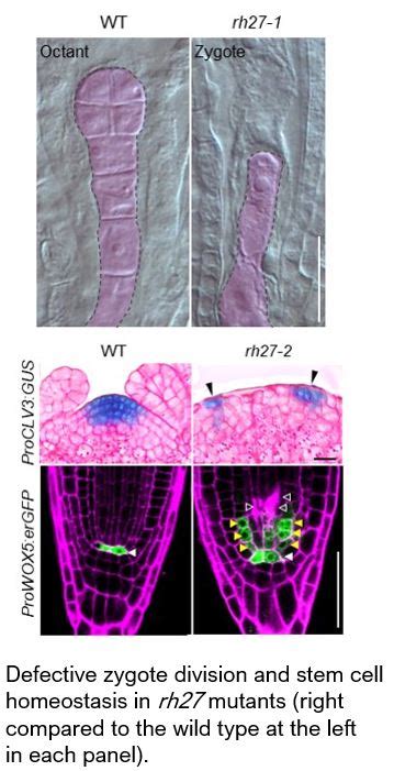 A Dead Box Rna Helicase Plays Critical Roles In Zygote Division And
