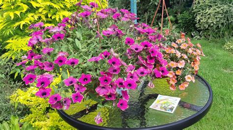 Петуния пожелтела!?//Как спасти от хлороза! - YouTube