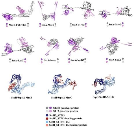 Intergenotypic Variation Of Interaction Interfaces The Interface Site
