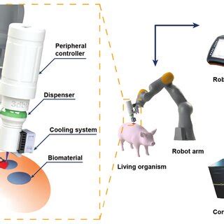 Scheme Of In Situ Bioprinting System Download Scientific Diagram