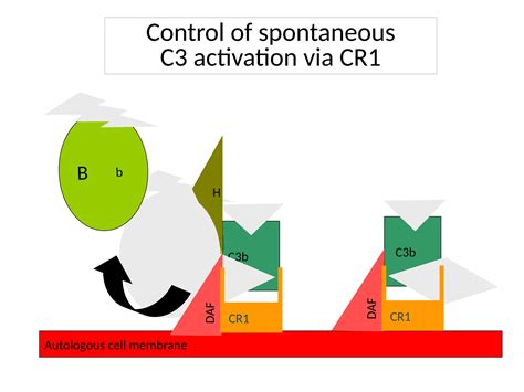 Complement System Activation Of Immune System Ppt
