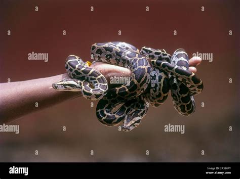 Python On A Hand Arignar Anna Zoological Park At Vandalur Vandalur
