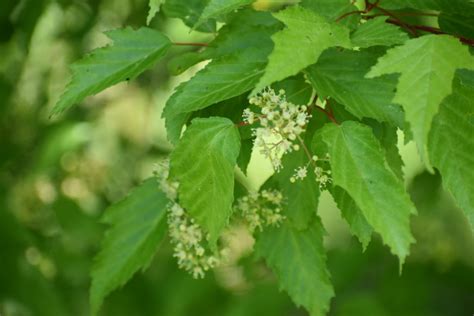 カラコギカエデ 野草園植物検索システム