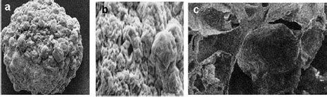 Scanning Electron Microscope Images A Shape Of Rifabutin Loaded
