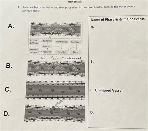 Solved Label Each Process Below And Then Place Them In Chegg
