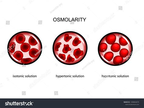Vector Illustration Plasma Osmolarity Isotonic Hypertonic Stock Vector Royalty Free 1498804079