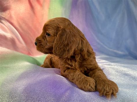 Iowa Cockapoo Breeder Dark Red Cockapoos Available Now