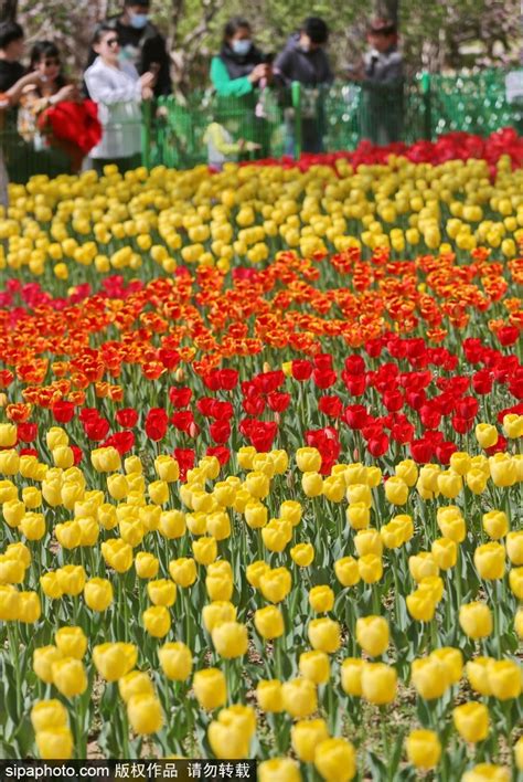郁金香花开引客来