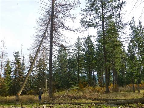 Rural Revolution Small Scale Logging