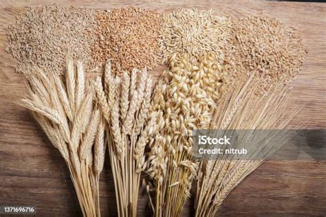 시리얼과 곡물의 잘 익은 귀 나무 배경에 밀 귀 호밀 보리 와 귀리 보리에 대한 스톡 사진 및 기타 이미지 보리 밀 호밀 Istock
