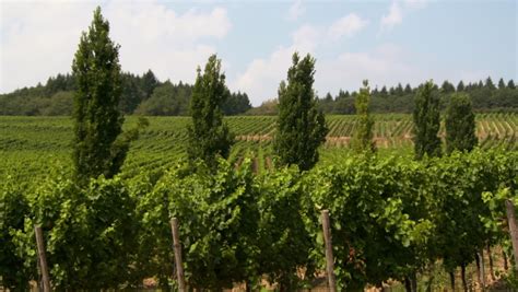 Tree Growing Out Of Book Stock Video Footage 4K And HD Video Clips Shutterstock